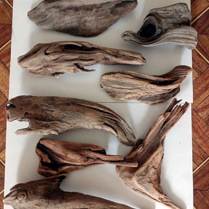 Коряги дрифтвуд (рыбы)