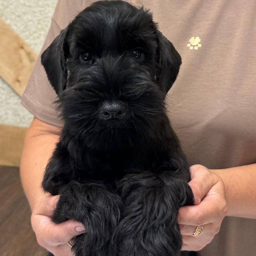 Цвергшнауцер щенки