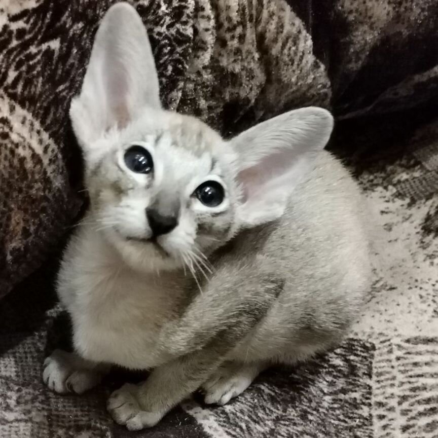 Сиамский котёнок