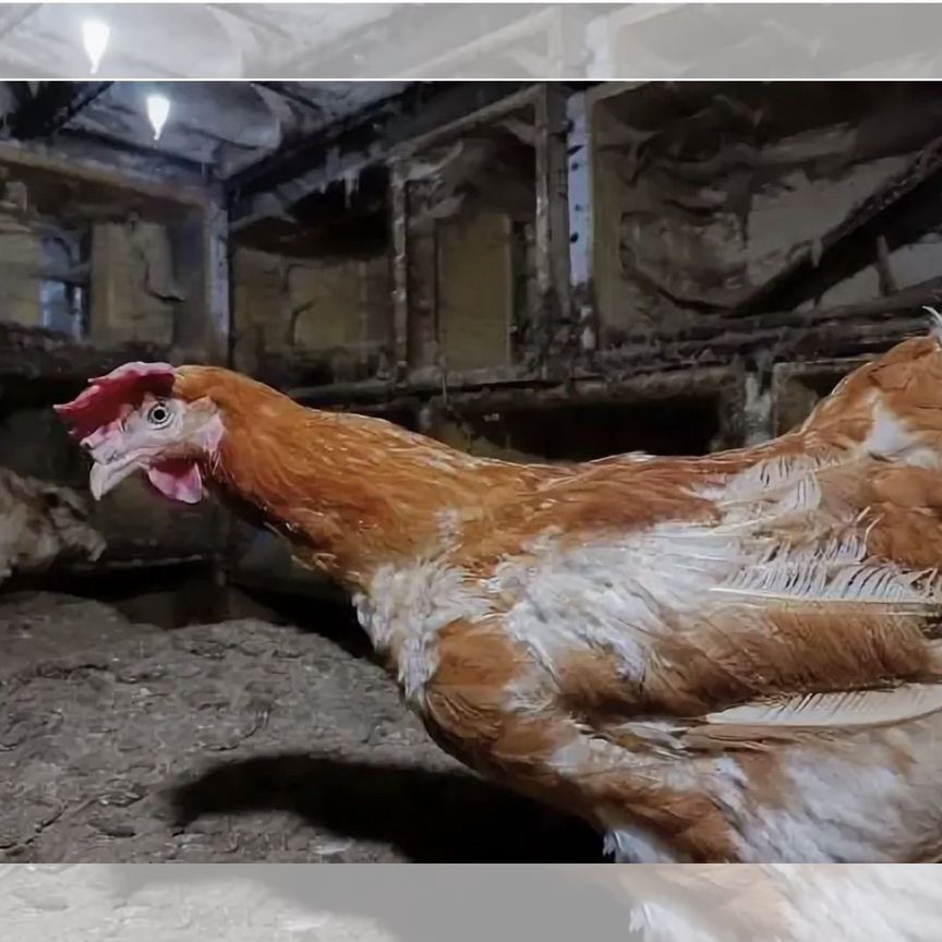 Отдам курочку