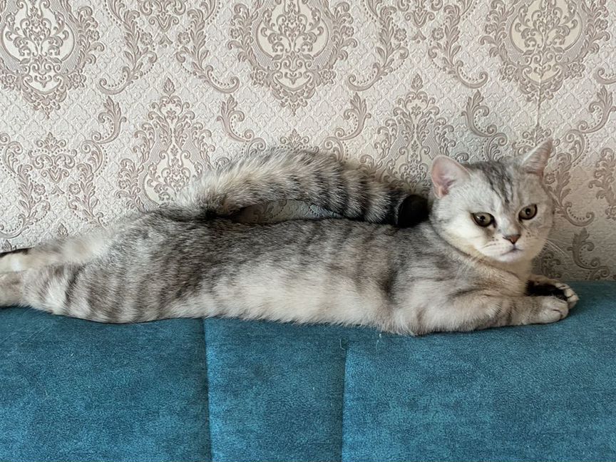 Серебристая шиншилла