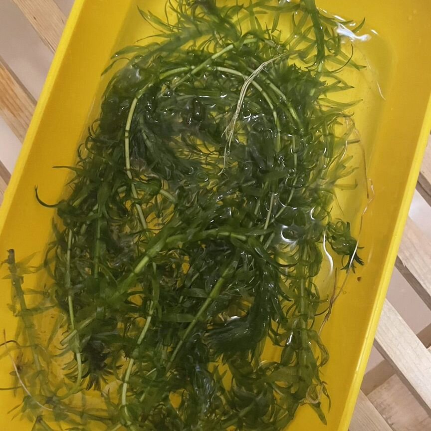 Аквариумная прополка