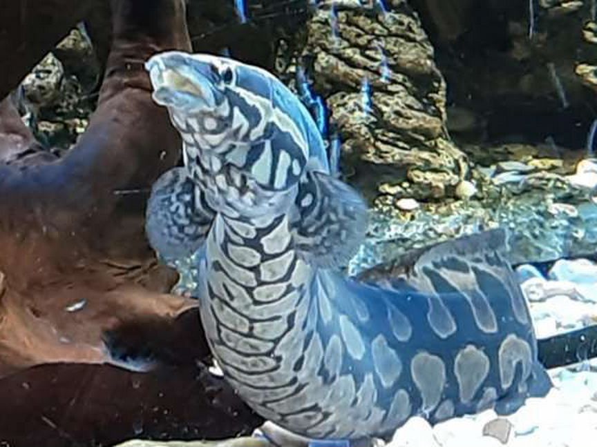 Мастацембел арматус