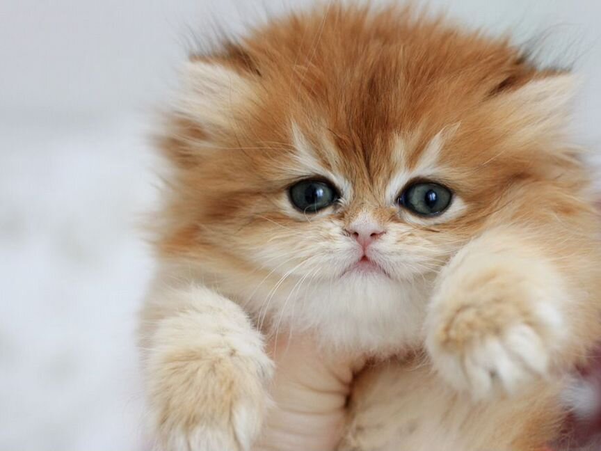 Очаровательная Британская лялька