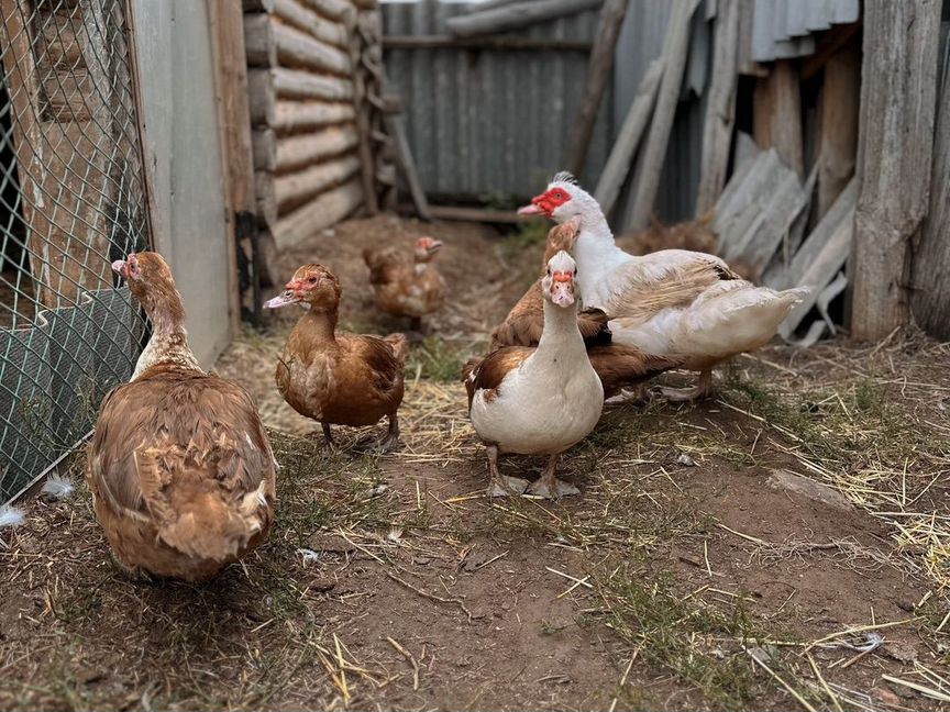 Муксусные индоутки несушки селезень