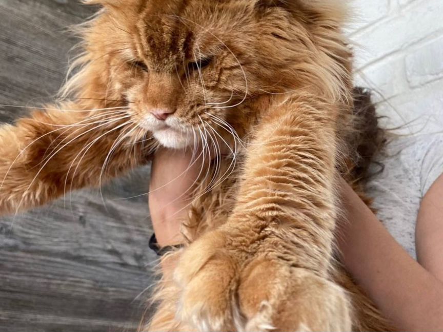 Котята мейн-кун