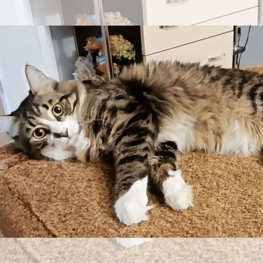 Сибирский котёнок