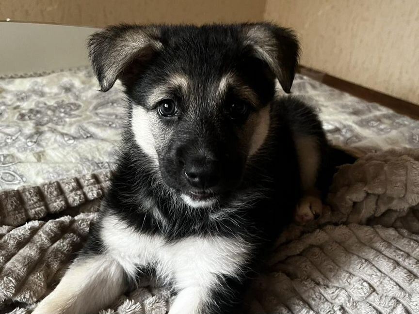 Щенки восточноевропейской овчарки