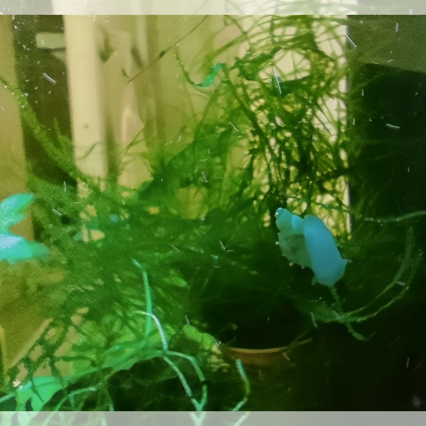 Отдам улиток "покемонов"