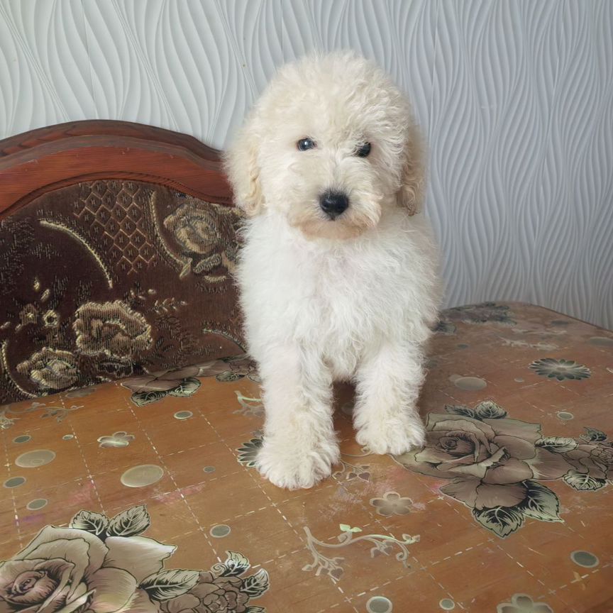 Пудель, щенок