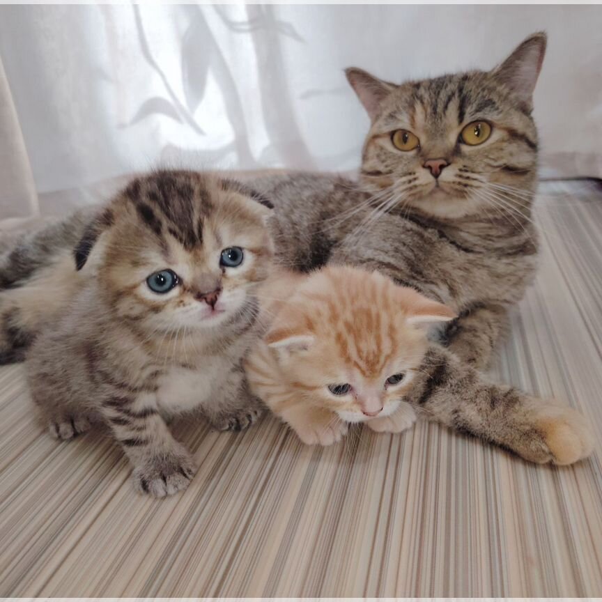 Шотландские вислоухие и прямоухие котята