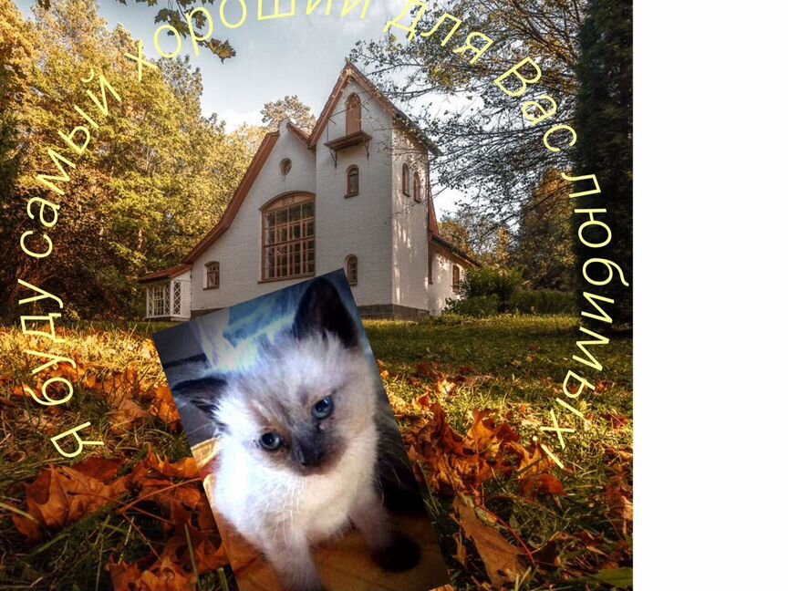 Отдам кусочек счастья в дом-котят