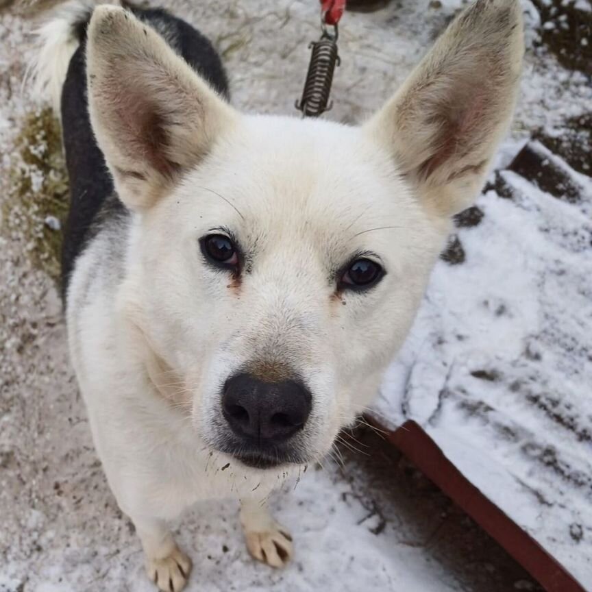 Взрослая собака в добрые руки