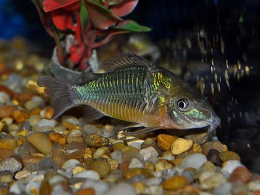 Брохис изумрудный (коридорас)