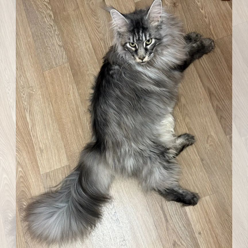 Мейн-кун, взрослая кошка