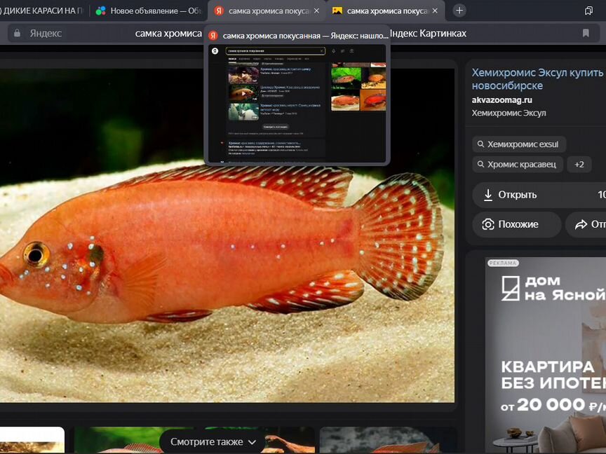 Продам самку хромиса