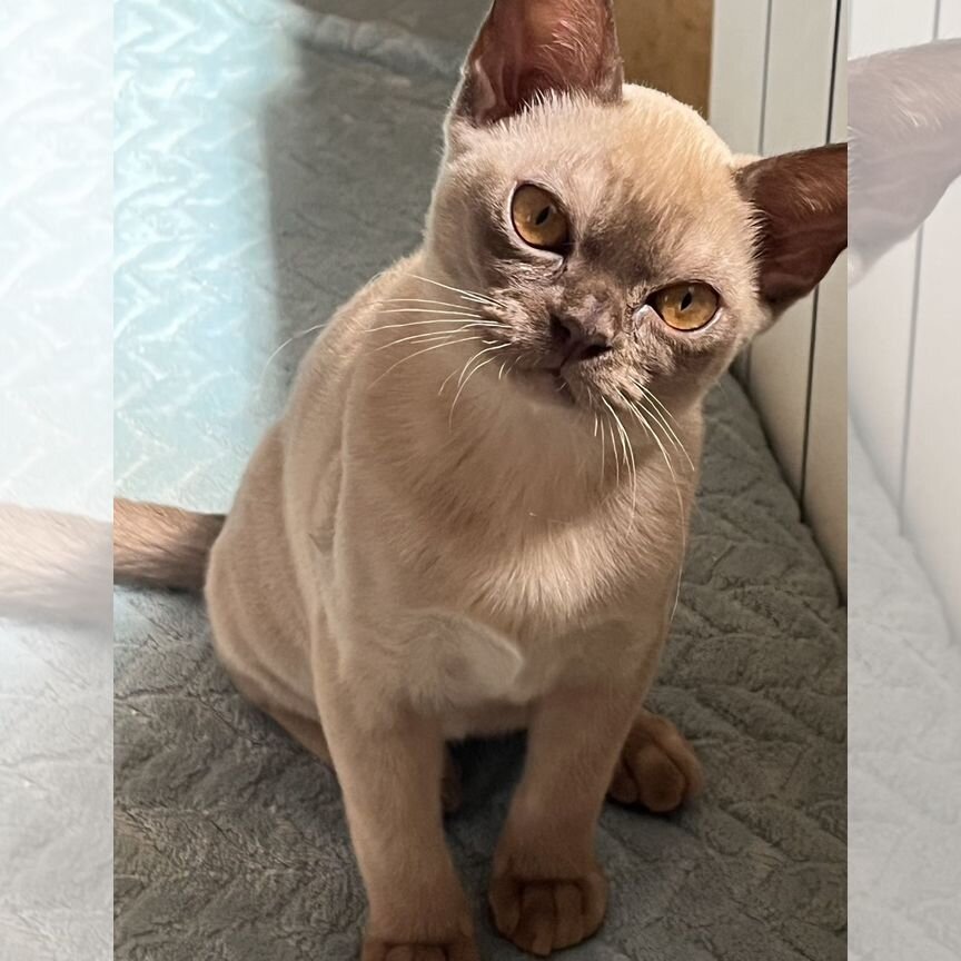 Бурманская кошечка