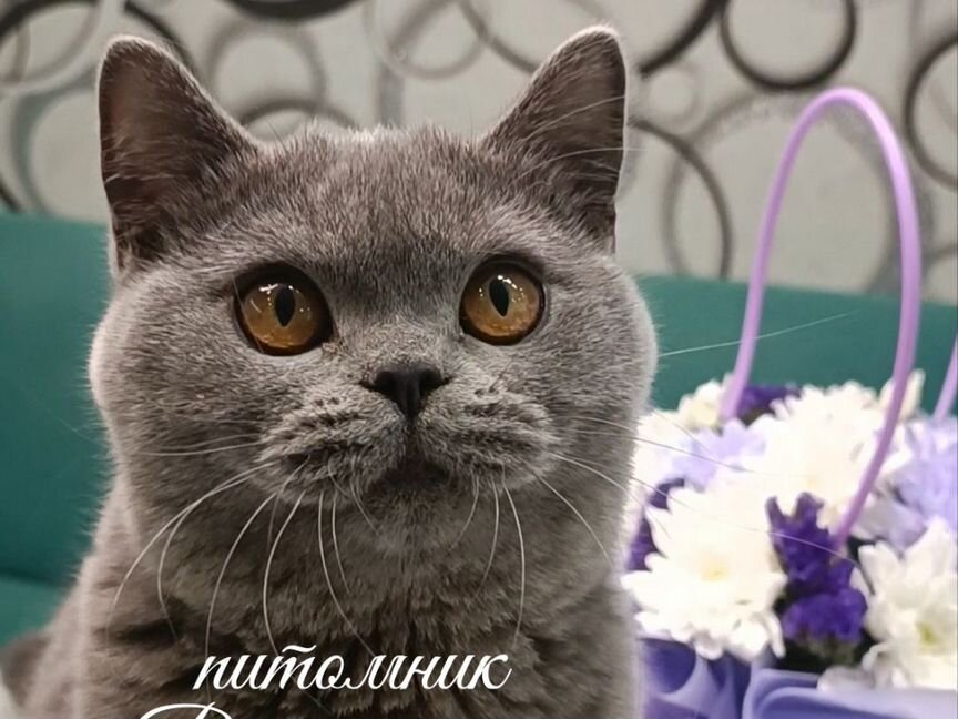 Британская плюшка