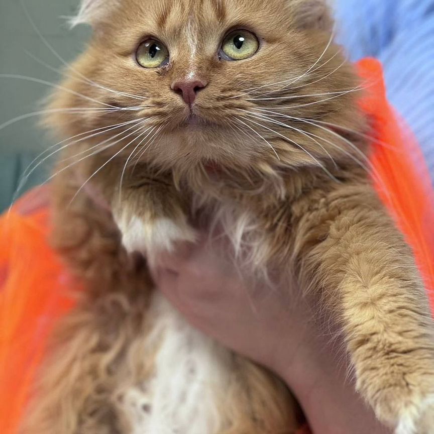 Кошка в добрые руки