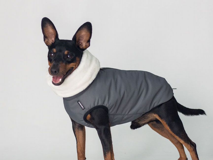 Жилетка для Цвергпинчера