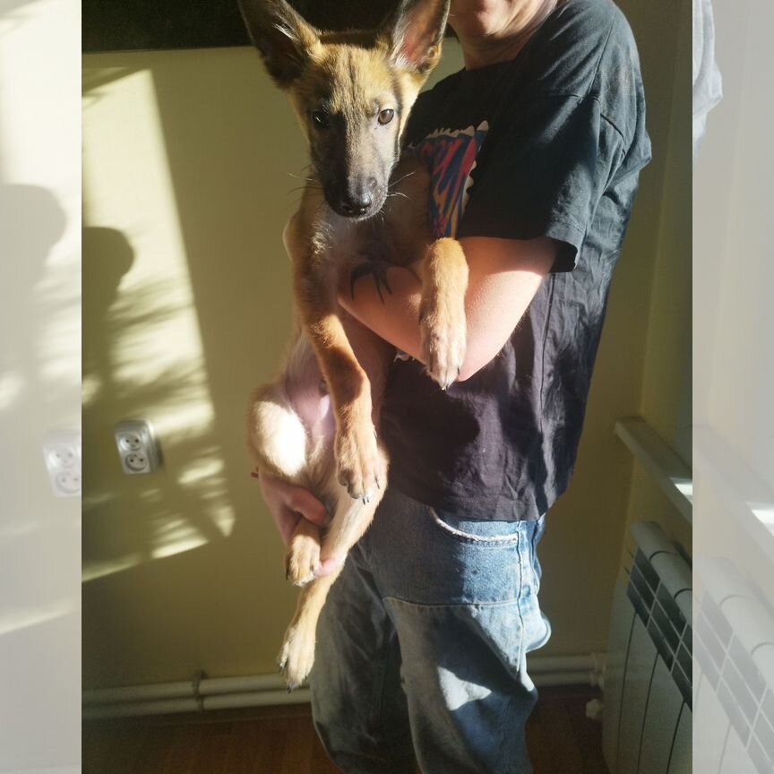 Бельгийская овчарка, щенок