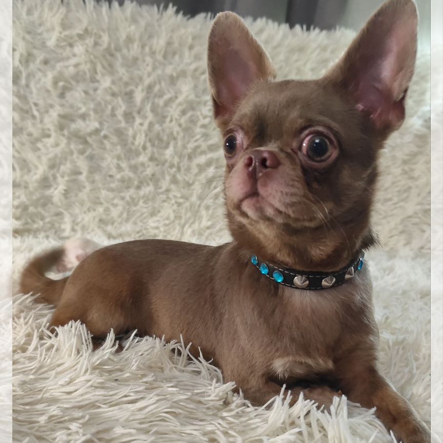 Чихуахуа, вязка