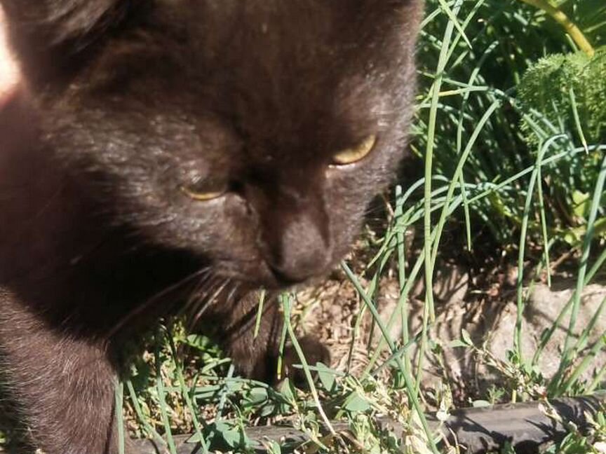 Черный котенок