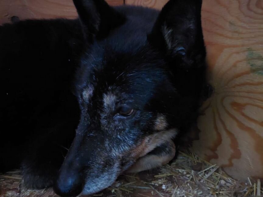 Все хорошее ему только снилось