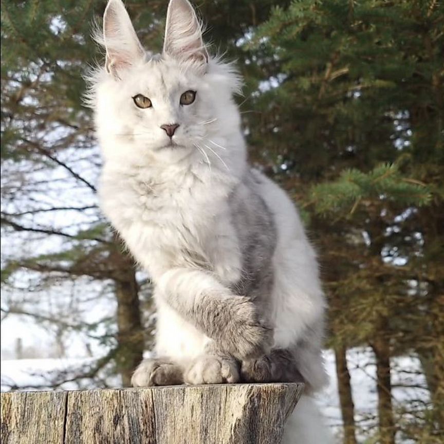 Мейн-кун котёнок