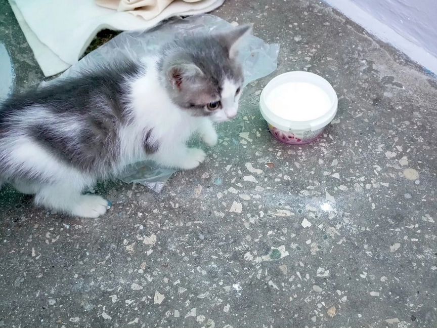 Котята в добрые руки бесплатно