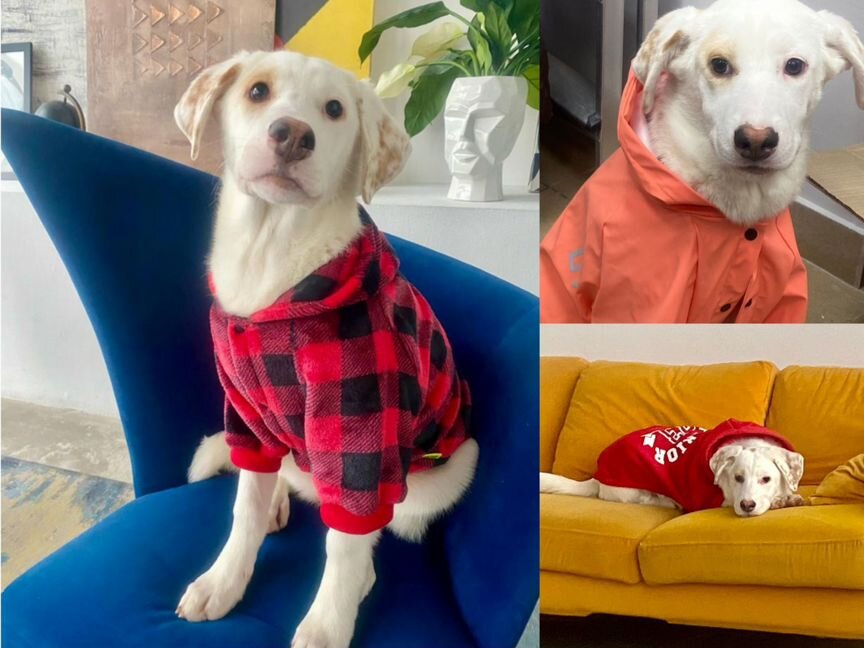 Белоснежное чудо- Умняша