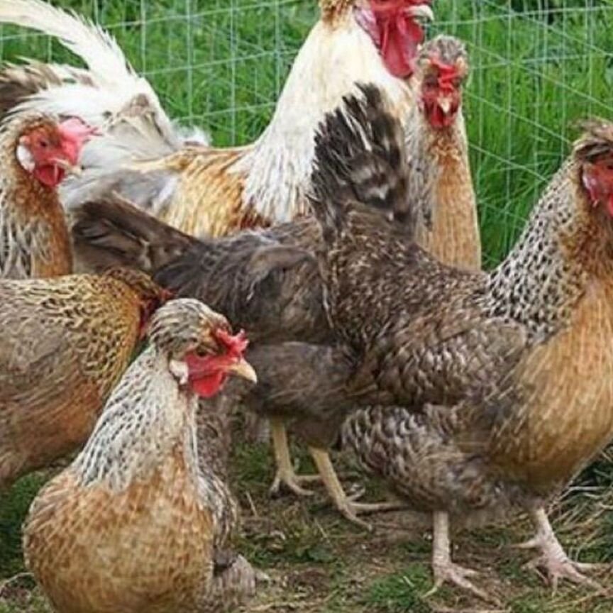 Легбар кремовый. Семейка 2 1