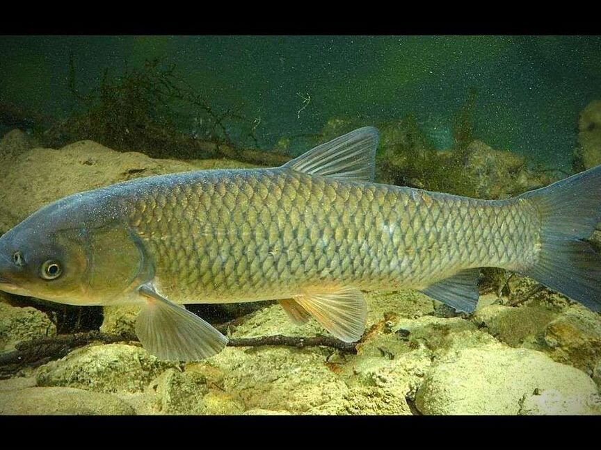 Белый амур для пруда