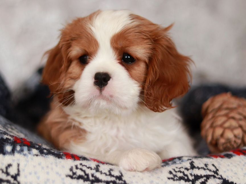 Кавалер Кинг чарльз спаниель щенок мальчик