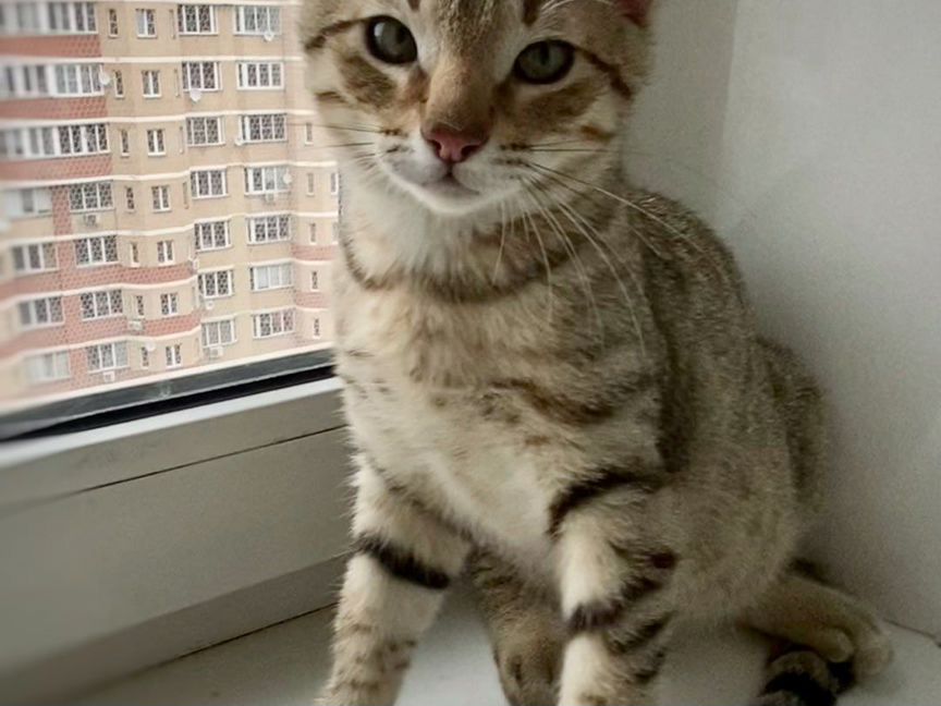 Спасенный котенок мальчик очень хочет домой