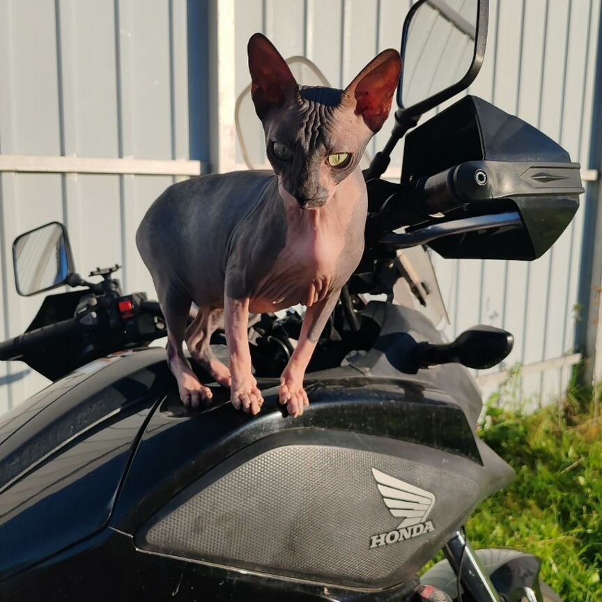 Канадский сфинкс, взрослая кошка