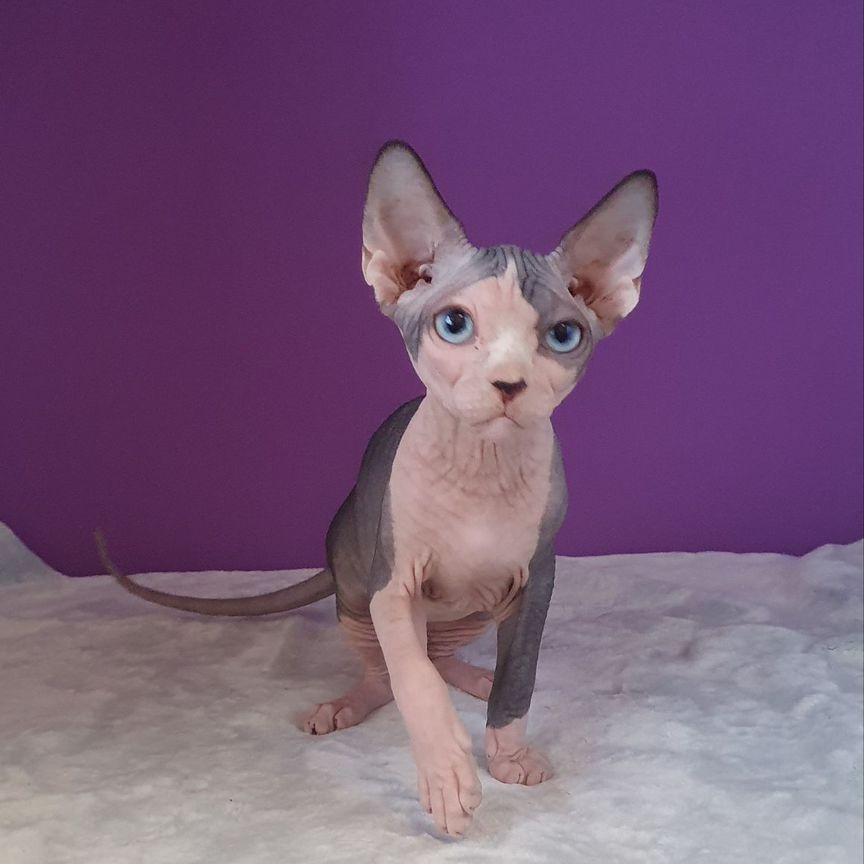 Канадский сфинкс котенок