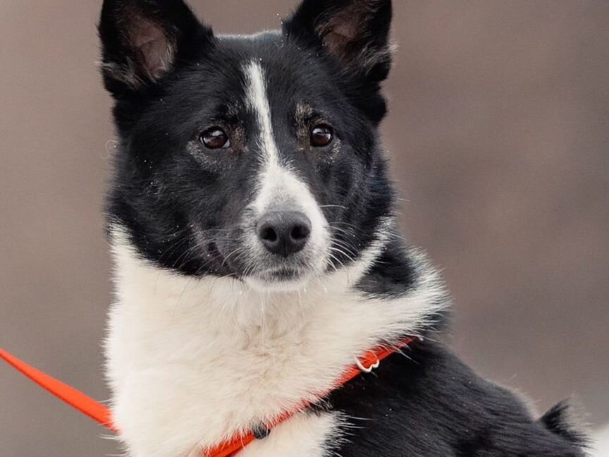 Небольшая собака в добрые руки