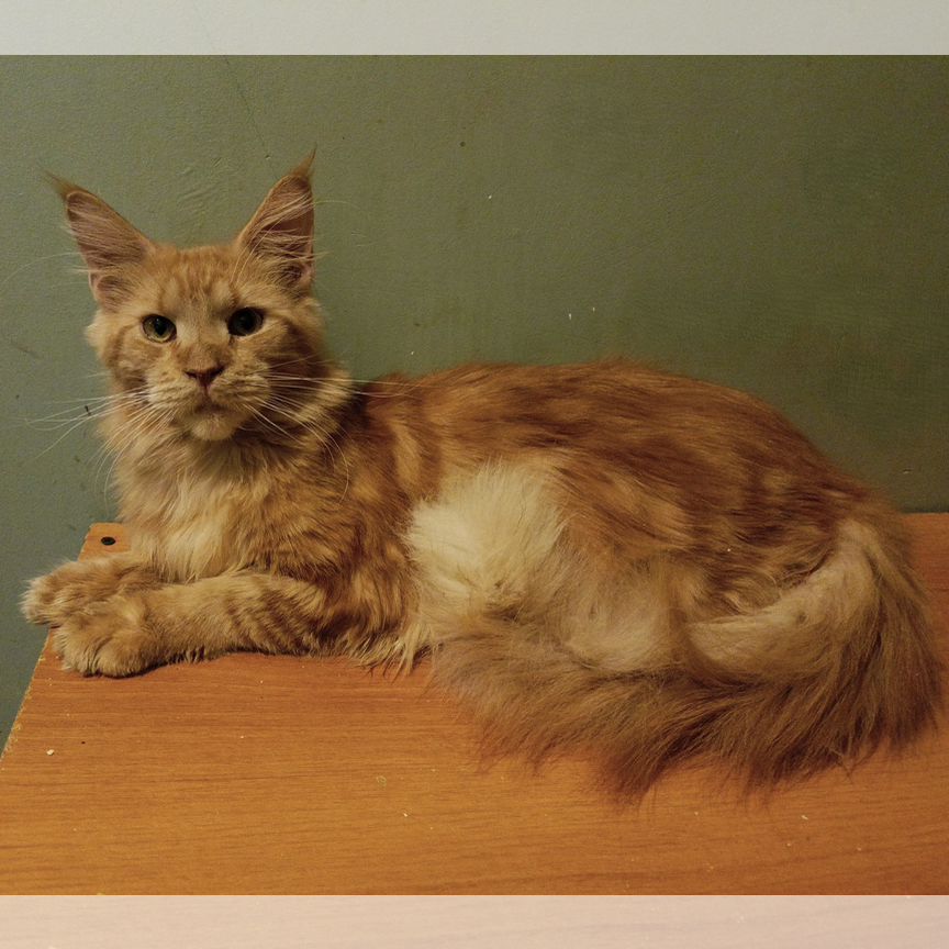 Мейн-кун мальчик американского типа