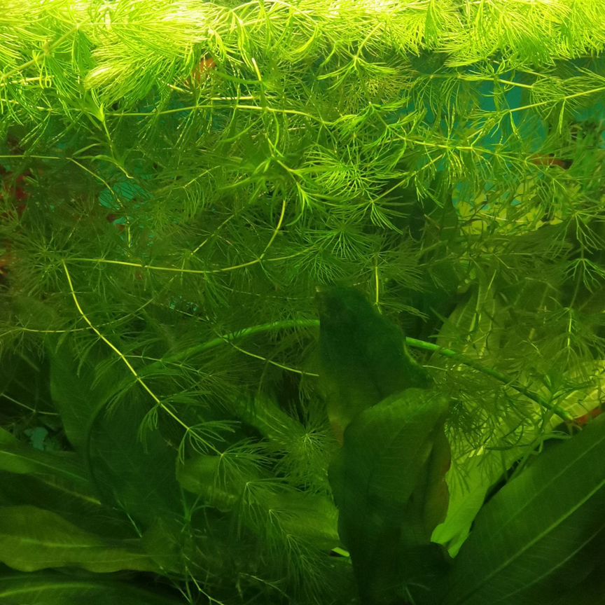Аквариумное растение роголистник безплатно