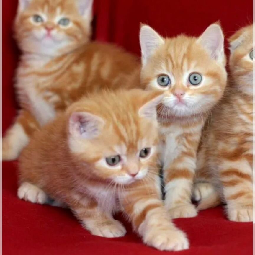 Шотландские котята) Красный табби