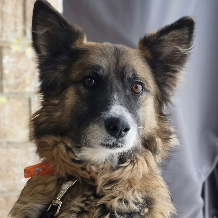 Взрослая собака в добрые руки