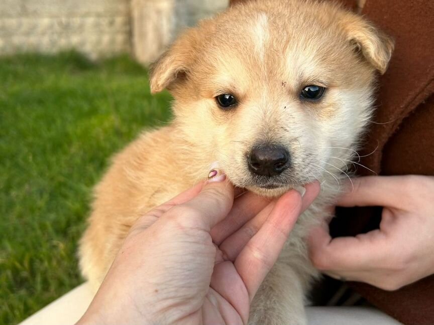 Щеночки в добрые руки