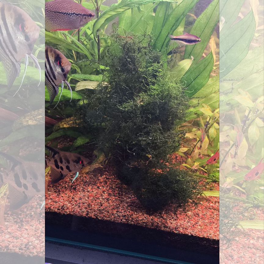 Мох аквариумный