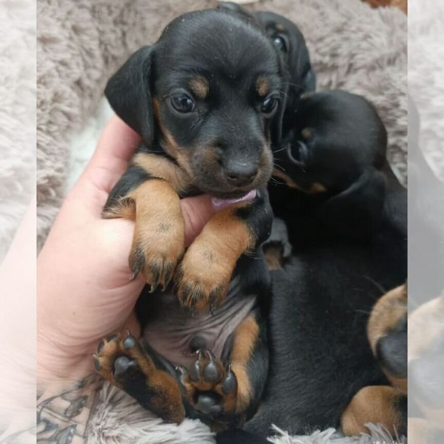 Карликовая такса, щенок