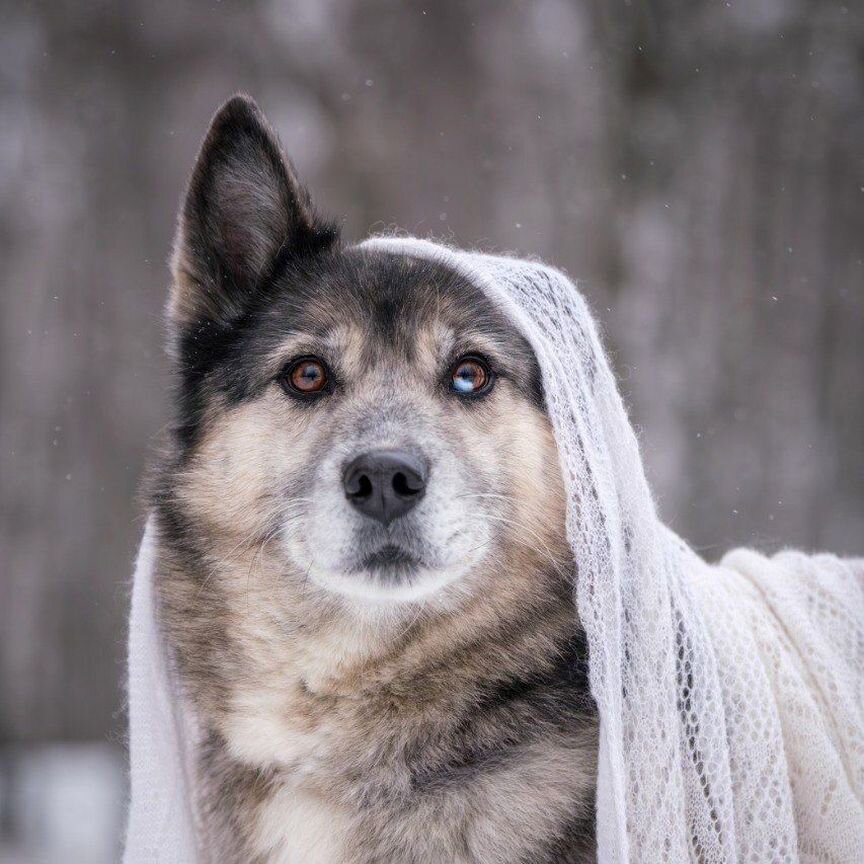 Снежная королева из приюта в добрые руки