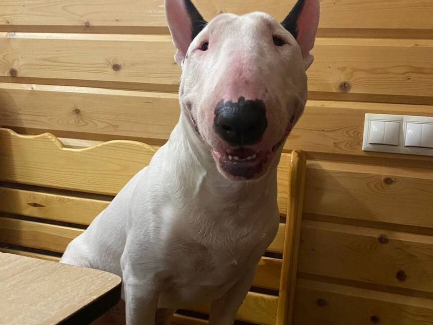 Стандартный бультерьер