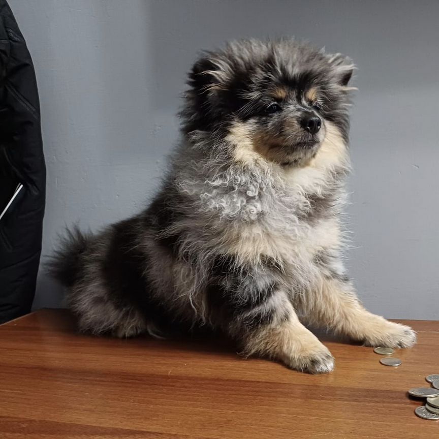 Помераночка