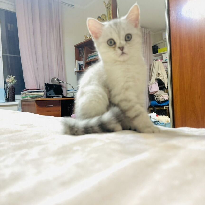 Котенок Шотландская серебристая шиншилла