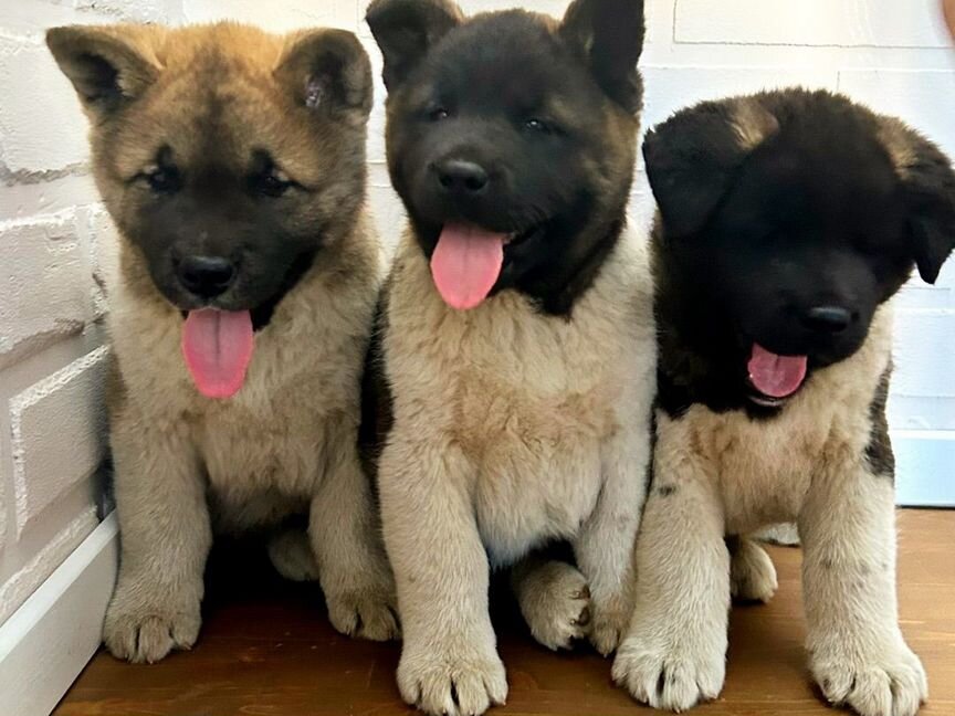 Щенки американской акиты от чемпионов